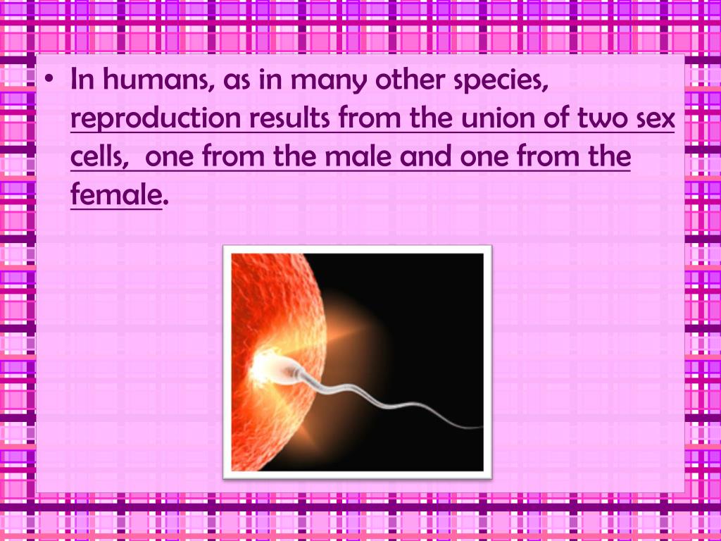 PPT - Female Reproductive System PowerPoint Presentation, free download ...