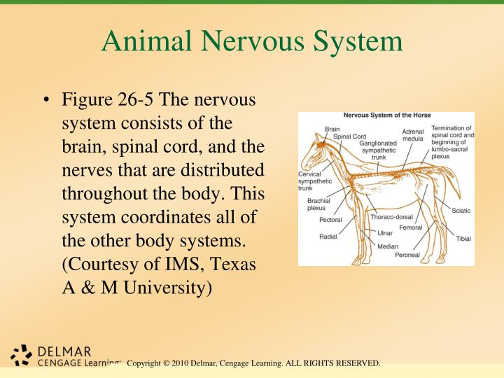 PPT - Unit 26 Animal Anatomy, Physiology, and Nutrition PowerPoint ...
