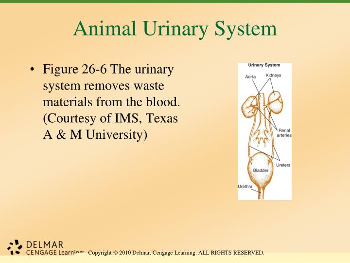 PPT - Unit 26 Animal Anatomy, Physiology, and Nutrition PowerPoint ...