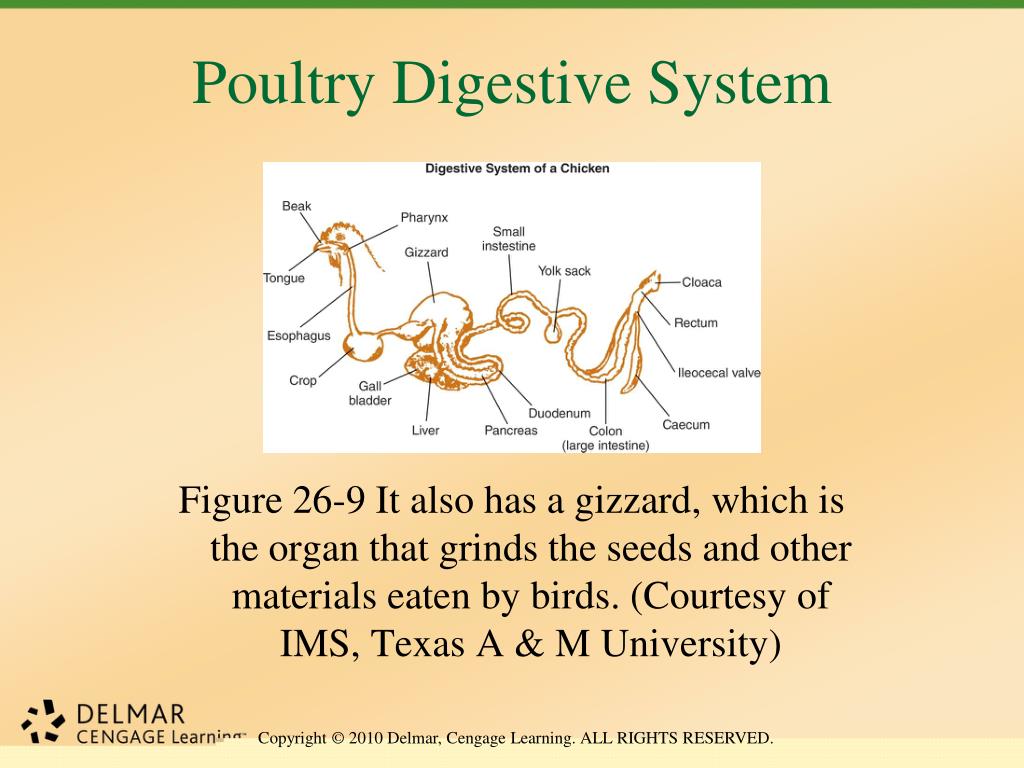 PPT - Unit 26 Animal Anatomy, Physiology, and Nutrition PowerPoint ...