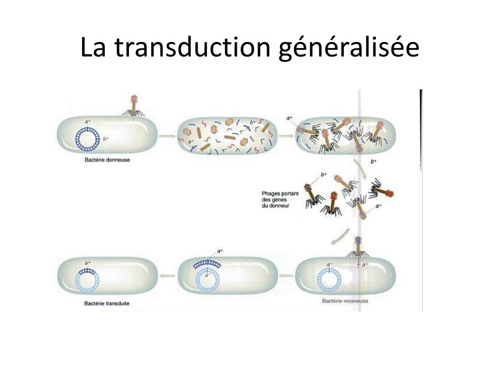 PPT - La transmission de l’information génétique (2) PowerPoint ...