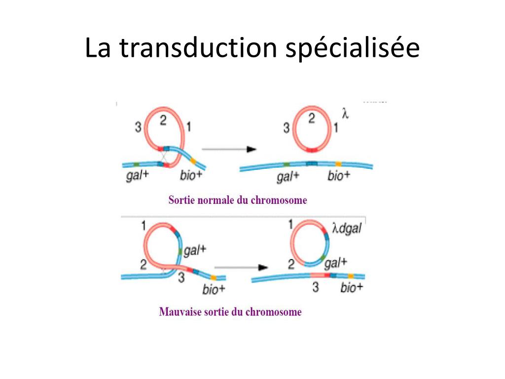 PPT - La transmission de l’information génétique (2) PowerPoint ...
