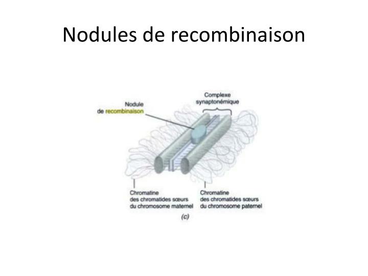 PPT - La transmission de l’information génétique (2) PowerPoint ...
