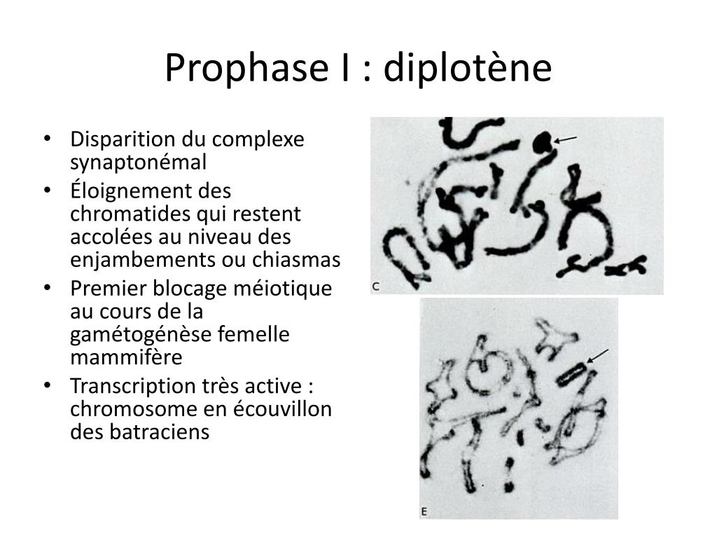 PPT - La transmission de l’information génétique (2) PowerPoint ...