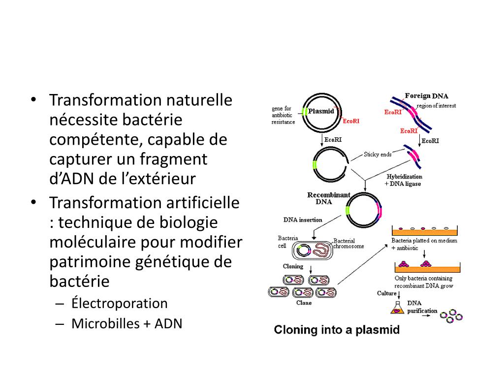 PPT - La transmission de l’information génétique (2) PowerPoint ...