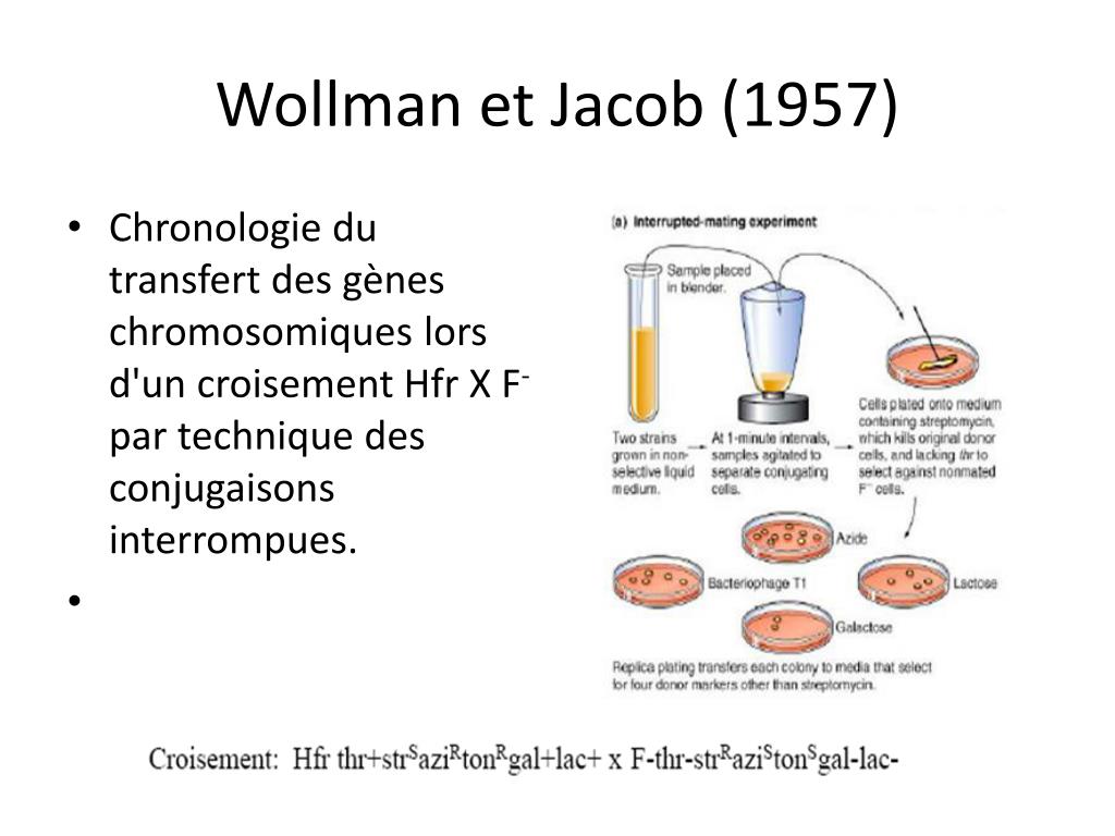 PPT - La transmission de l’information génétique (2) PowerPoint Presentation - ID:2106865