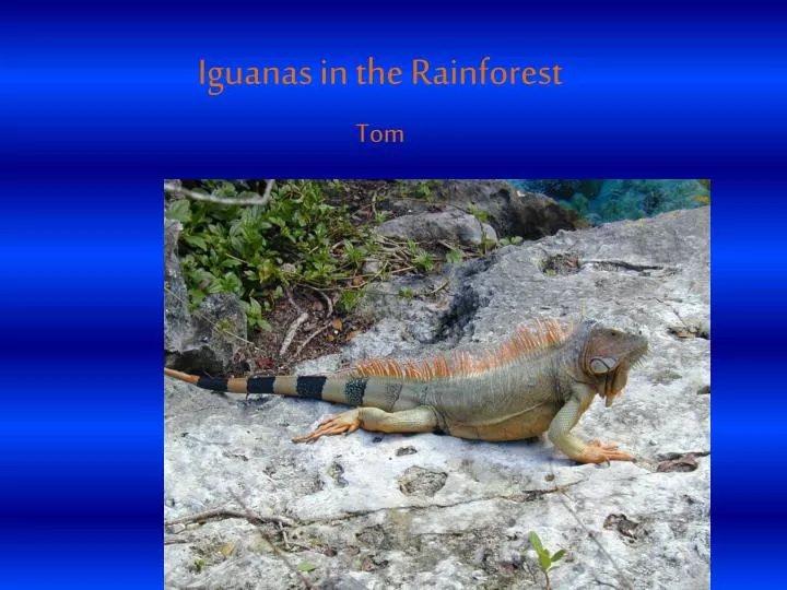 PPT - Iguanas in the Rainforest PowerPoint Presentation, free download ...