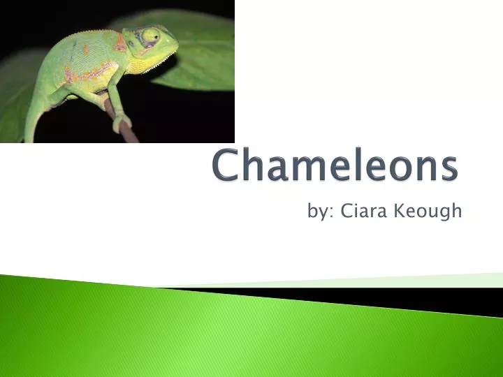 PPT - Chameleons PowerPoint Presentation, free download - ID:2106904
