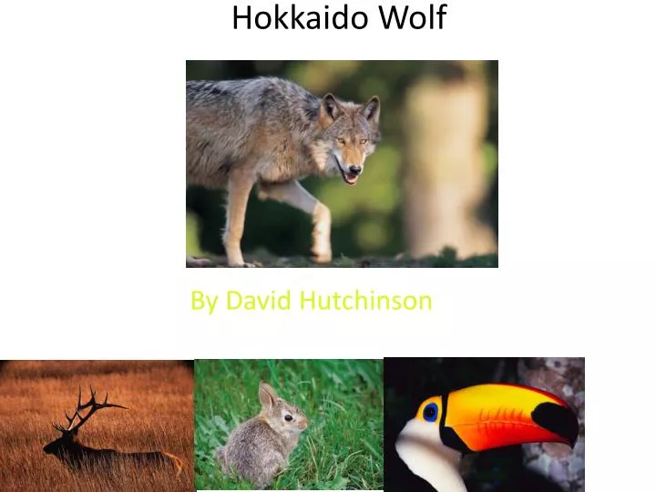 PPT - Hokkaido Wolf PowerPoint Presentation, free download - ID:2107637