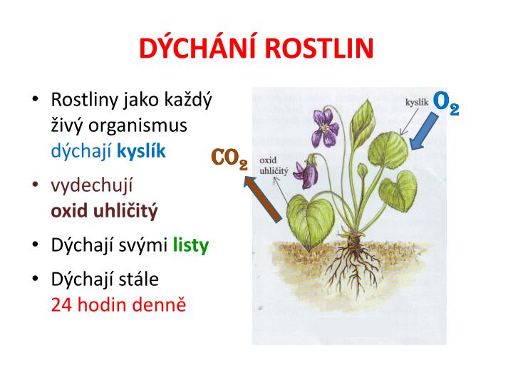 PPT - ROSTLINY PowerPoint Presentation - ID:2107900