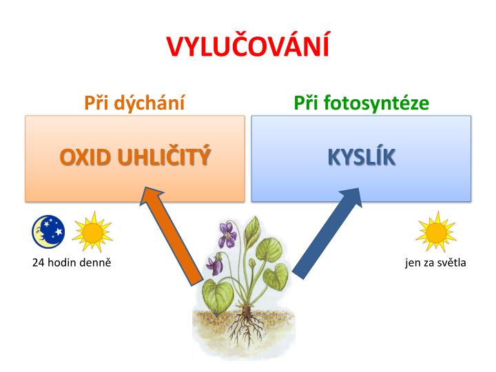 PPT - ROSTLINY PowerPoint Presentation - ID:2107900