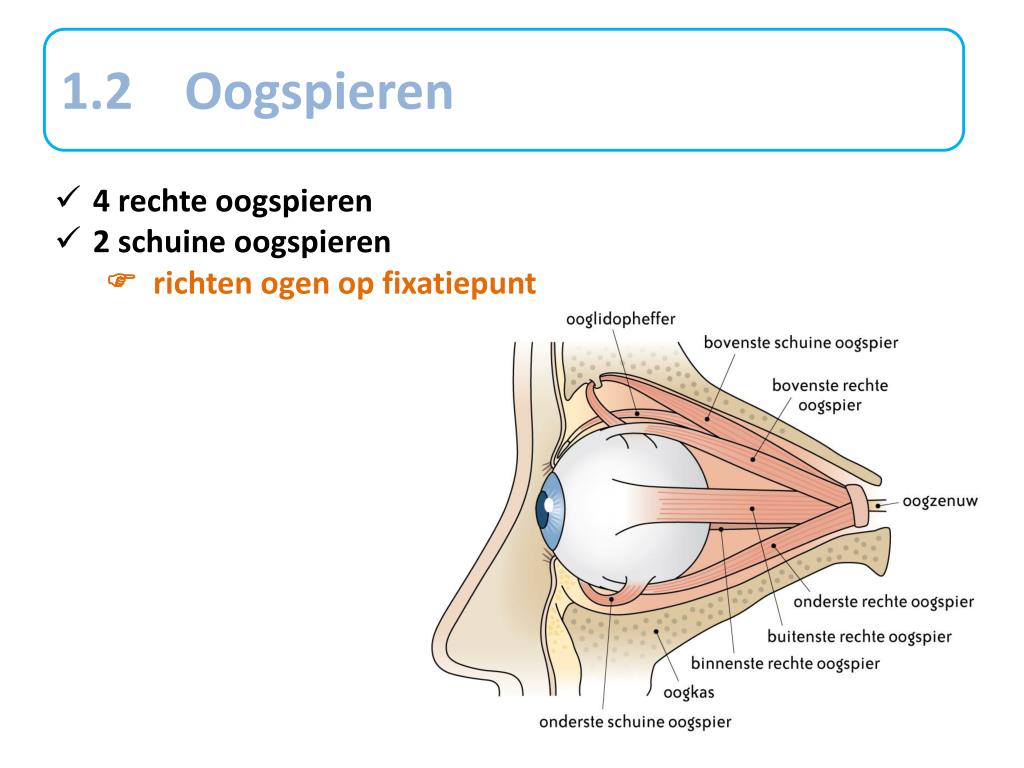 PPT - DEEL 1 Organismen krijgen informatie over hun omgeving PowerPoint ...