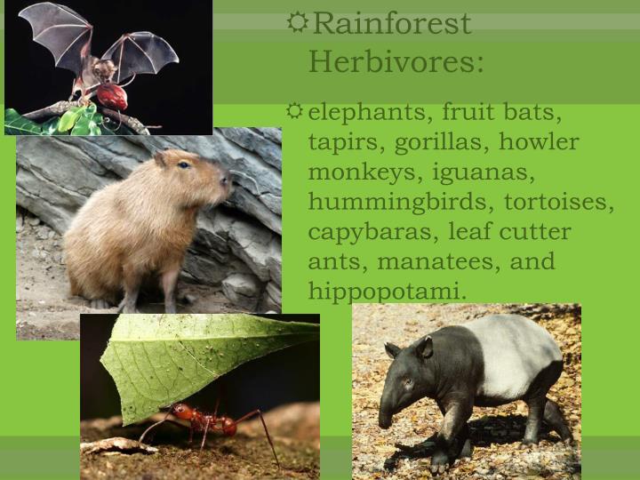 PPT - Rainforest Habitats PowerPoint Presentation - ID:2108179