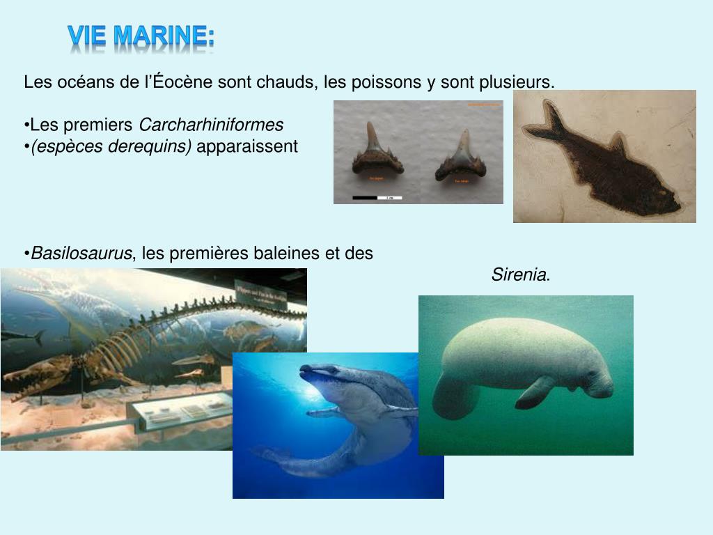 PPT - Projet : Fossiles de l‘ère Tertiaire PowerPoint Presentation - ID ... PPT - Projet : Fossiles de l‘ère Tertiaire PowerPoint Presentation - ID ...