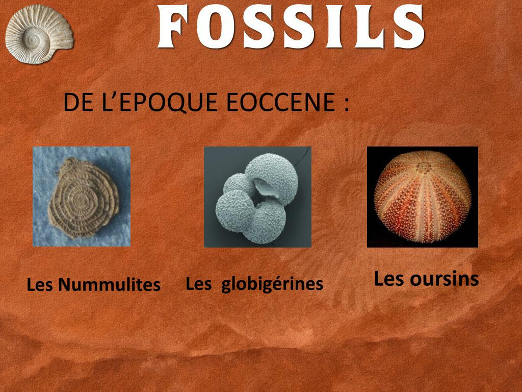 PPT - Projet : Fossiles de l‘ère Tertiaire PowerPoint Presentation - ID ... PPT - Projet : Fossiles de l‘ère Tertiaire PowerPoint Presentation - ID ...