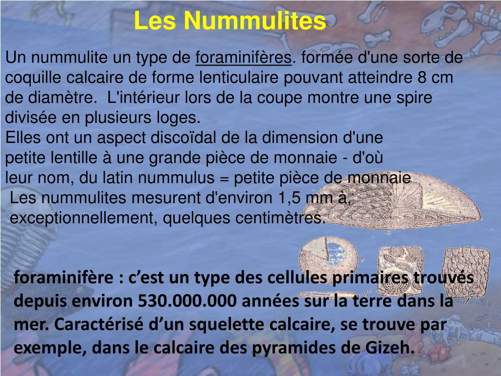 PPT - Projet : Fossiles de l‘ère Tertiaire PowerPoint Presentation - ID ... PPT - Projet : Fossiles de l‘ère Tertiaire PowerPoint Presentation - ID ...