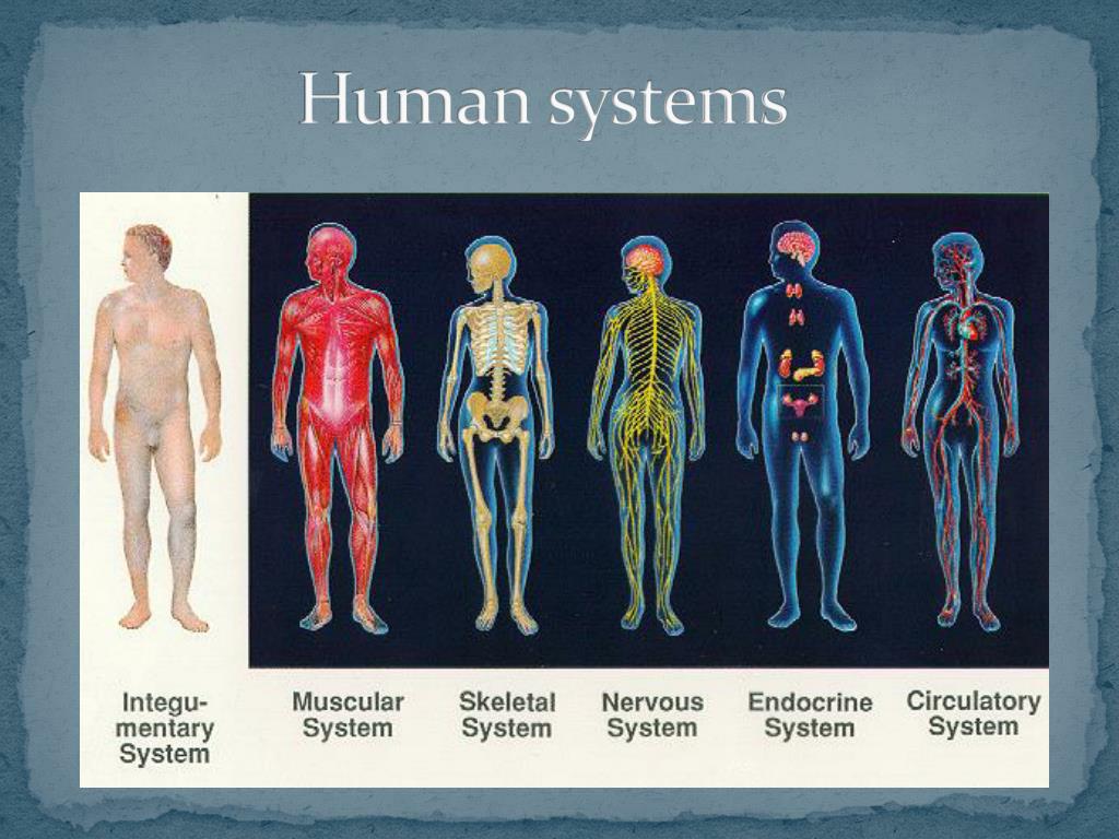 PPT - Skin Biology PowerPoint Presentation, free download - ID:2108299