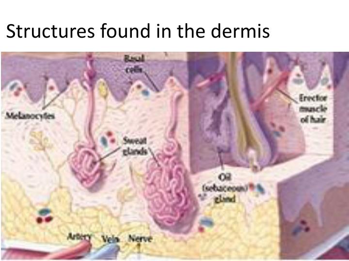 PPT - Skin Biology PowerPoint Presentation - ID:2108299