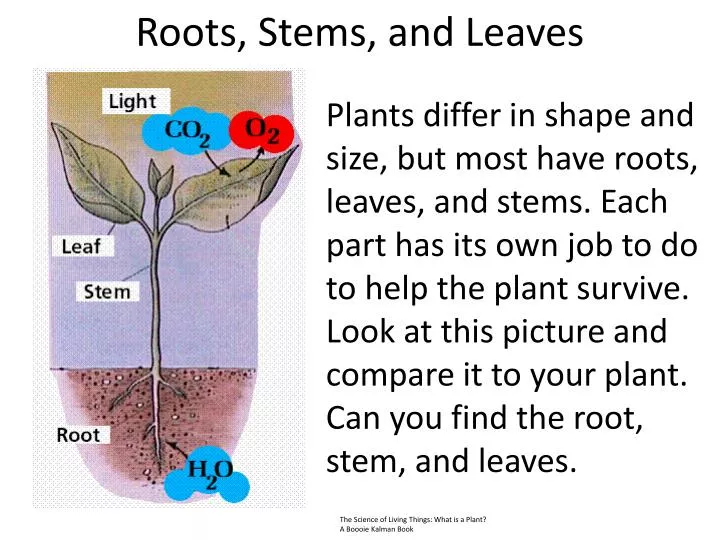 PPT - Roots, Stems, and Leaves PowerPoint Presentation, free download ...
