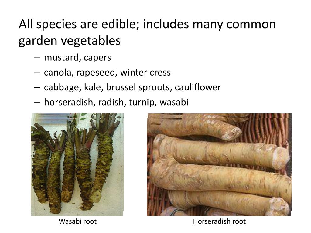 PPT - The Mustard Family: Brassicaceae / Cruciferae PowerPoint ...