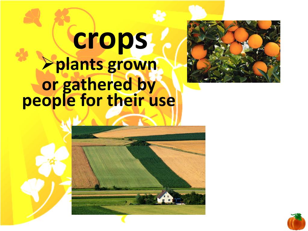 PPT - Chris Van Allsburg Day 1 Day 4 Day 2 Day 5 Day 3 Vocabulary ...