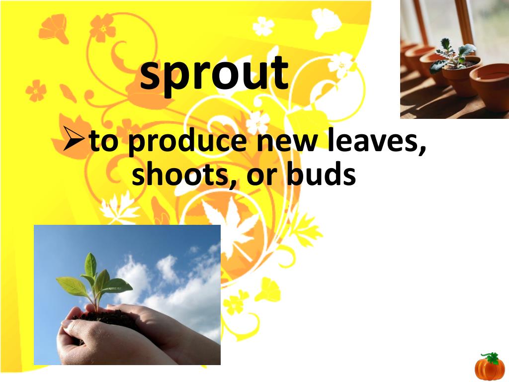 PPT - Chris Van Allsburg Day 1 Day 4 Day 2 Day 5 Day 3 Vocabulary ...