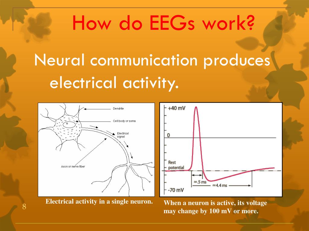 PPT - Electroencephalography & Event-related potentials ( EEG & ERP ... PPT - Electroencephalography & Event-related potentials ( EEG & ERP ...