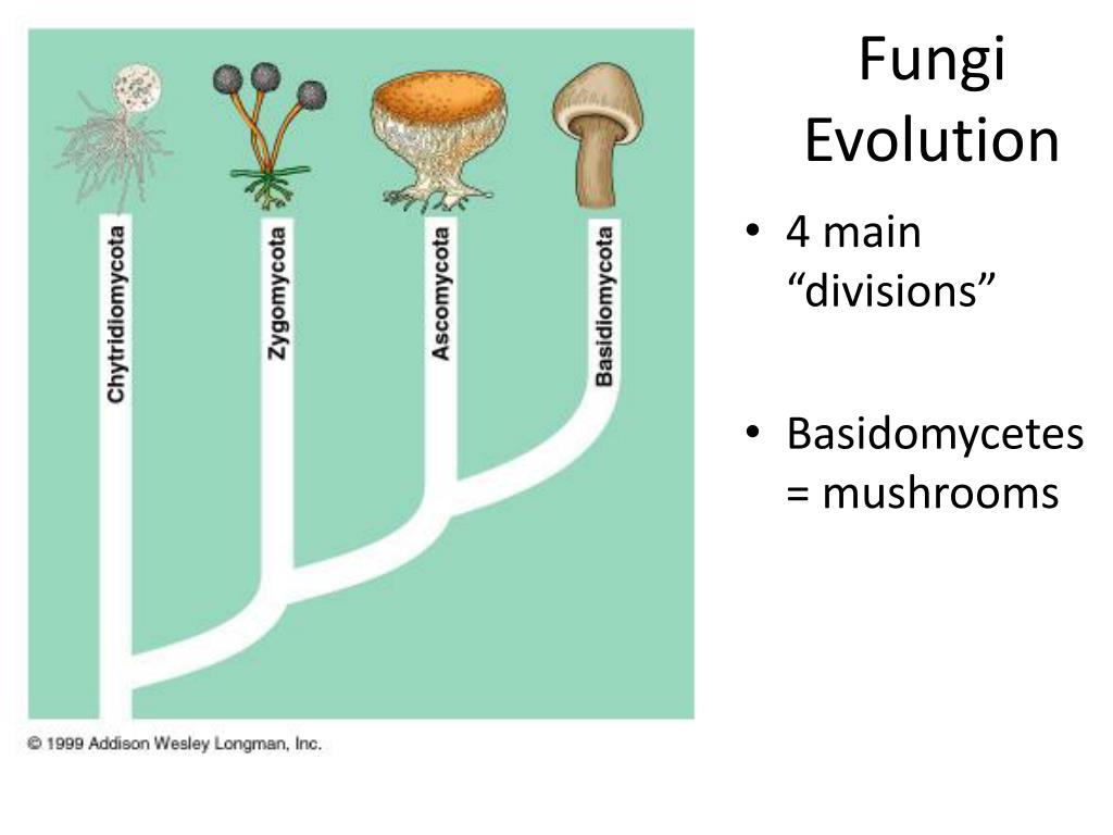 Ppt Fungi Powerpoint Presentation Free Download Id 2108766