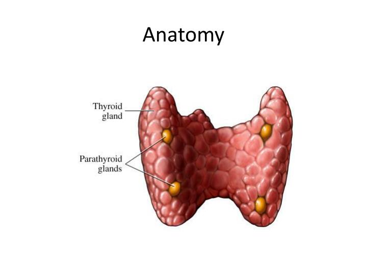 Ppt Parathyroid Gland Powerpoint Presentation Id 2108885
