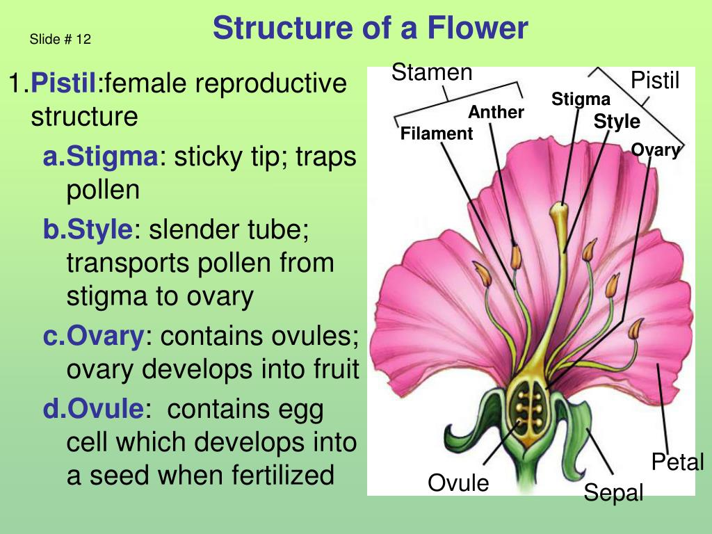 Ppt Structure Of Plants Powerpoint Presentation Free Download Id