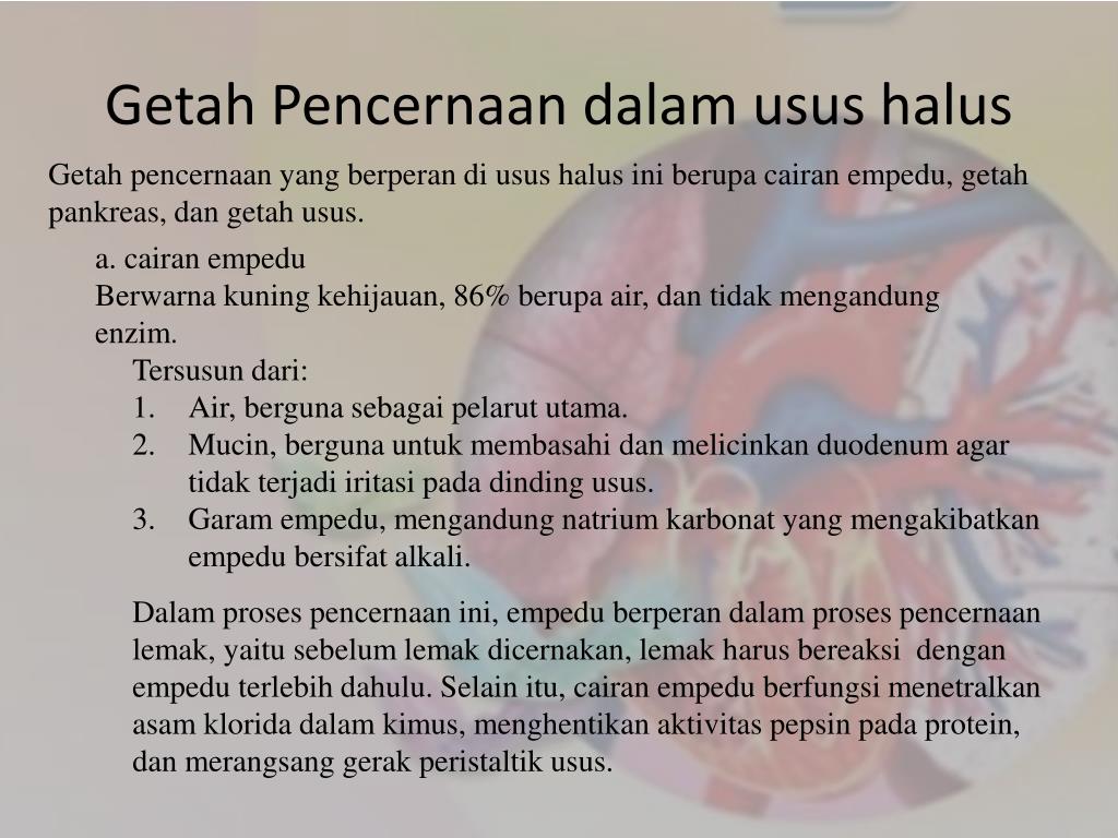 PPT - SISTEM PENCERNAAN MANUSIA PowerPoint Presentation, free download ...
