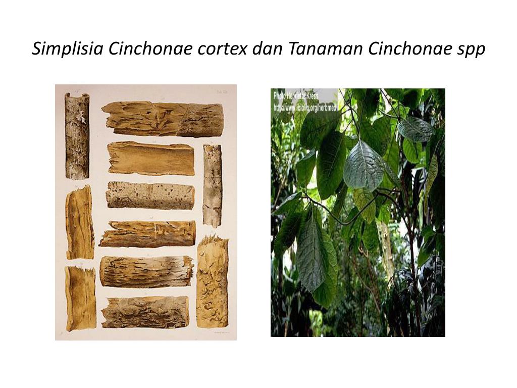 PPT - Etnofarmakologi PowerPoint Presentation, free download - ID:2109151
