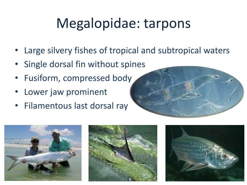 PPT - World Families II: Marine pelagic and tropical freshwater fishes ...