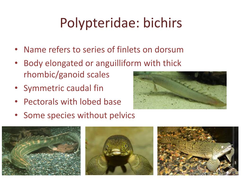 PPT - World Families II: Marine pelagic and tropical freshwater fishes ...