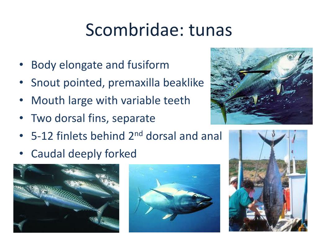 PPT - World Families II: Marine pelagic and tropical freshwater fishes ...