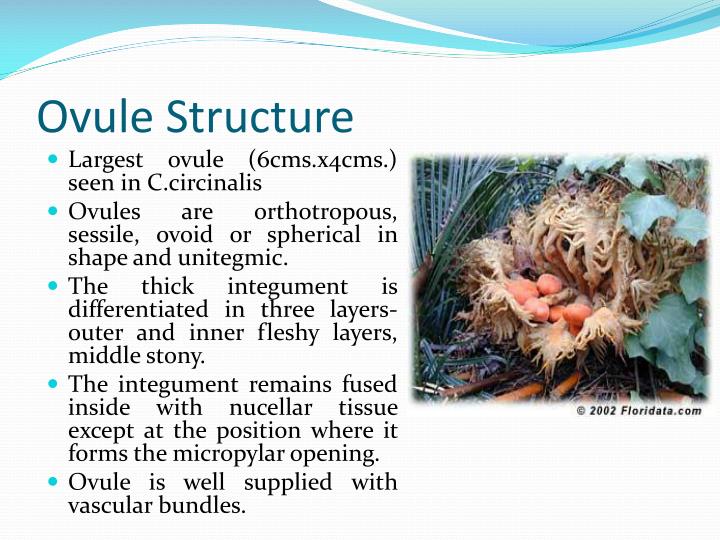 PPT - CYCAS Structure, Reproduction & Life-Cycle PowerPoint ...