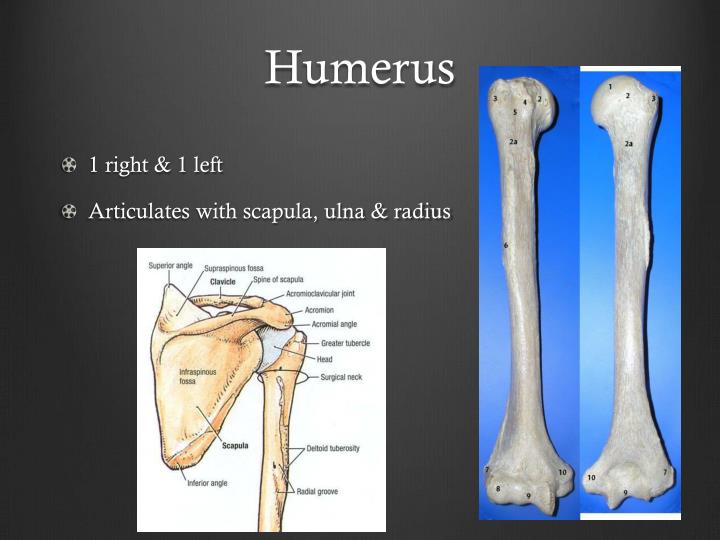 PPT - Human Osteology PowerPoint Presentation - ID:2109218