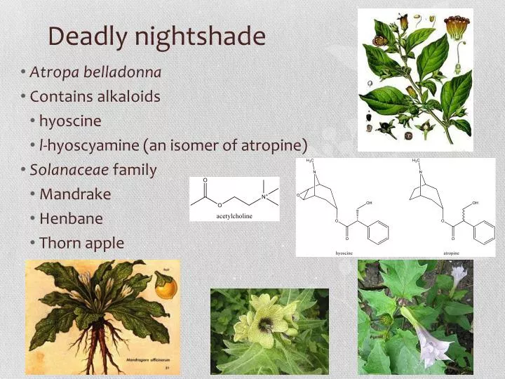 PPT - Deadly nightshade PowerPoint Presentation, free download - ID:2109253