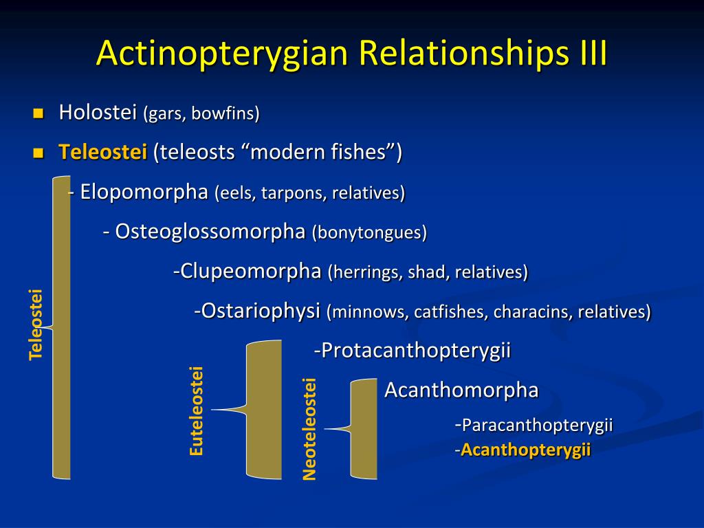 PPT - Actinopterygian Relationships III Biology of Fishes 10.4.2012 ...