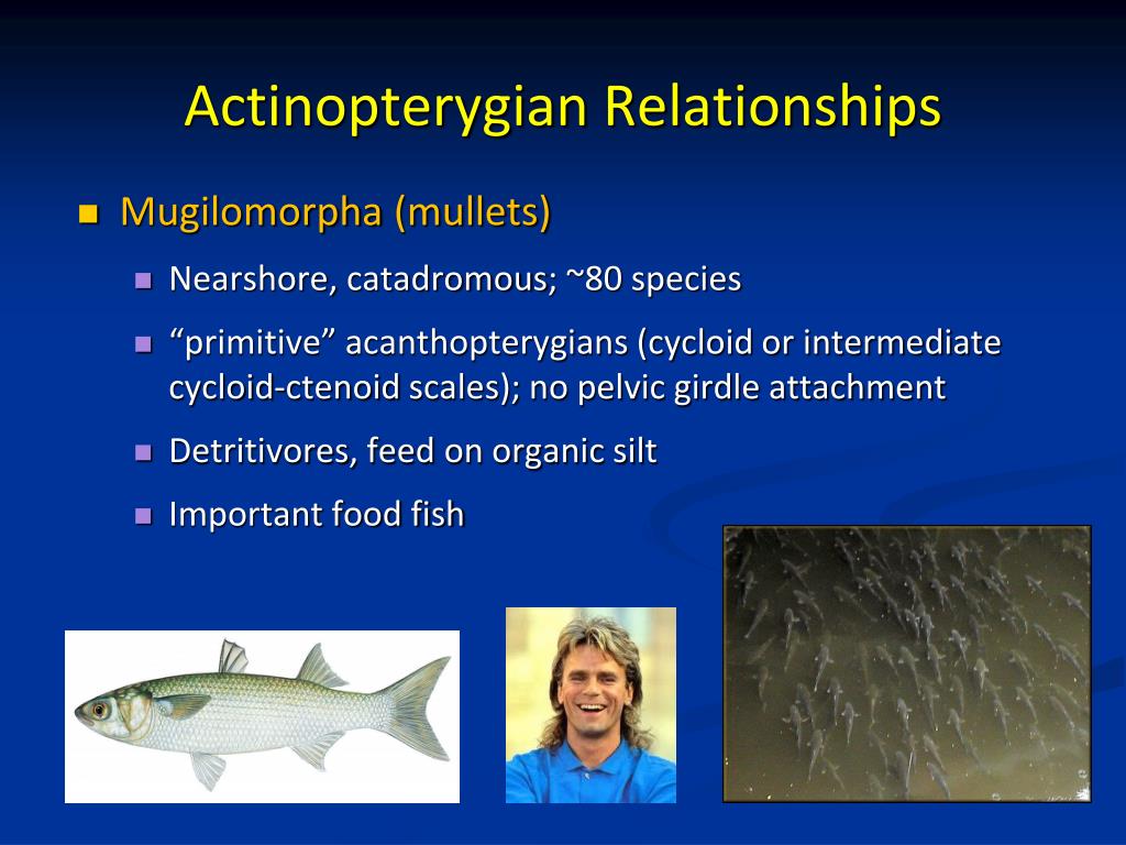 PPT - Actinopterygian Relationships III Biology of Fishes 10.4.2012 ...