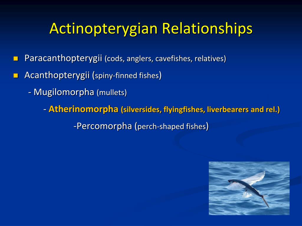PPT - Actinopterygian Relationships III Biology of Fishes 10.4.2012 ...
