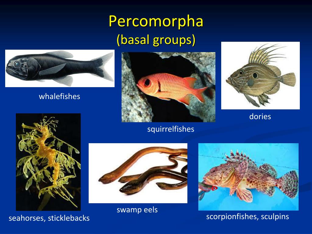 PPT - Actinopterygian Relationships III Biology of Fishes 10.4.2012 ...