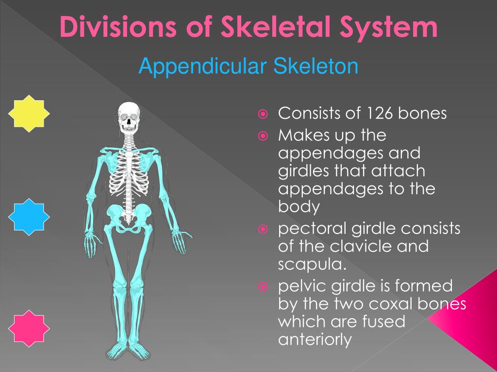 Divisions Of The Skeletal System 183 Anatomy And Physiology - Riset Divisions Of The Skeletal System 183 Anatomy And Physiology - Riset
