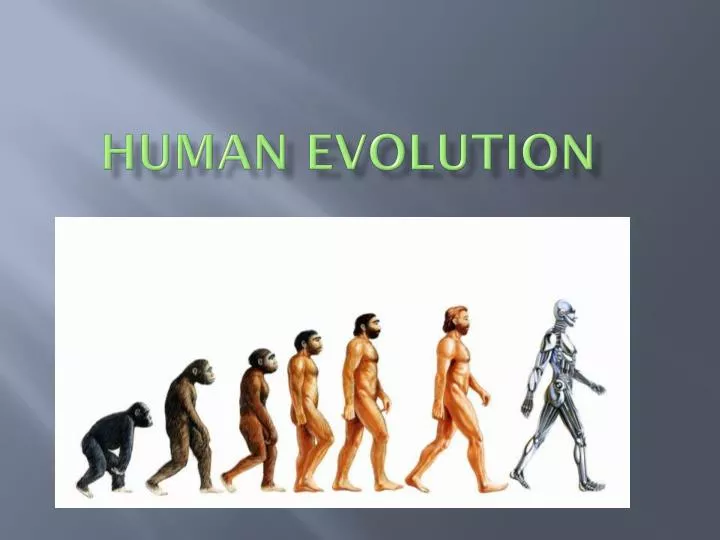 PPT - Human Evolution PowerPoint Presentation, free download - ID:2109358