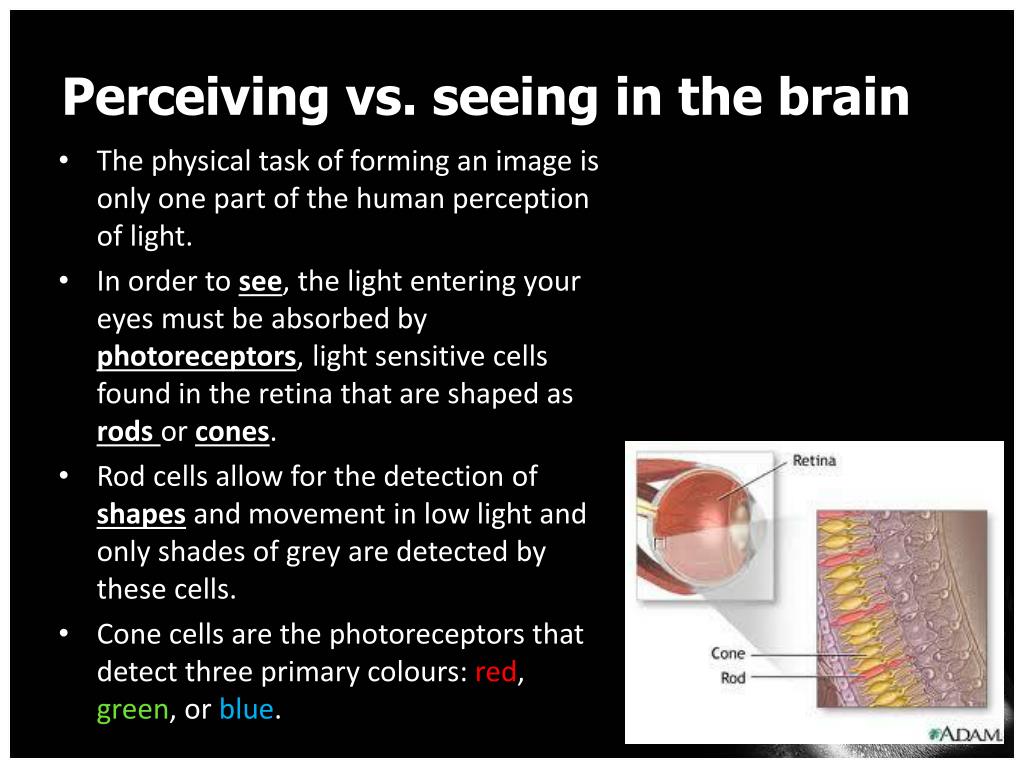 PPT - The Human Eye PowerPoint Presentation, free download - ID:2109480