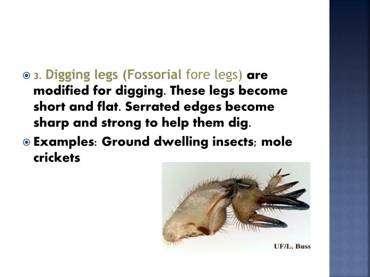 PPT - INSECT LEGS PowerPoint Presentation - ID:2109567