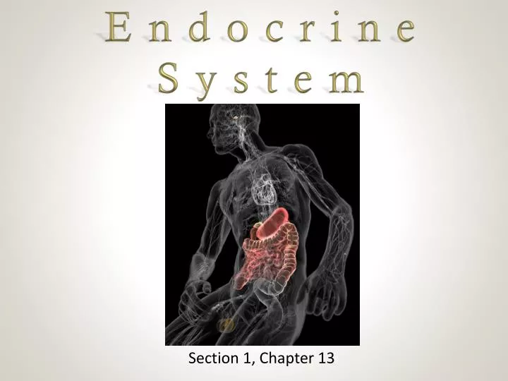 PPT - Endocrine System PowerPoint Presentation, free download - ID:2109764