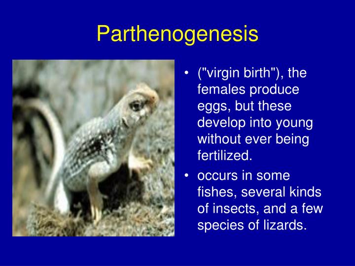 PPT - How do organisms grow? PowerPoint Presentation - ID:2109814