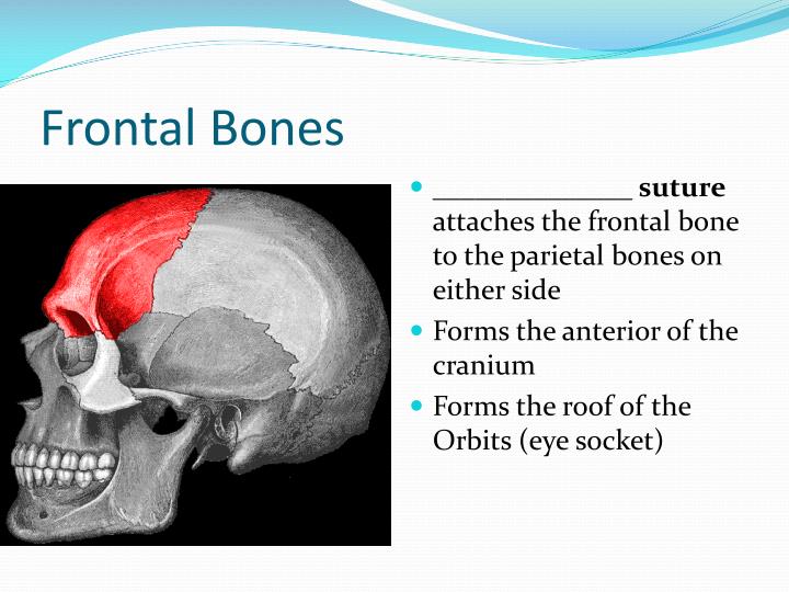 PPT - Bones, bones, and more bones PowerPoint Presentation - ID:2109815