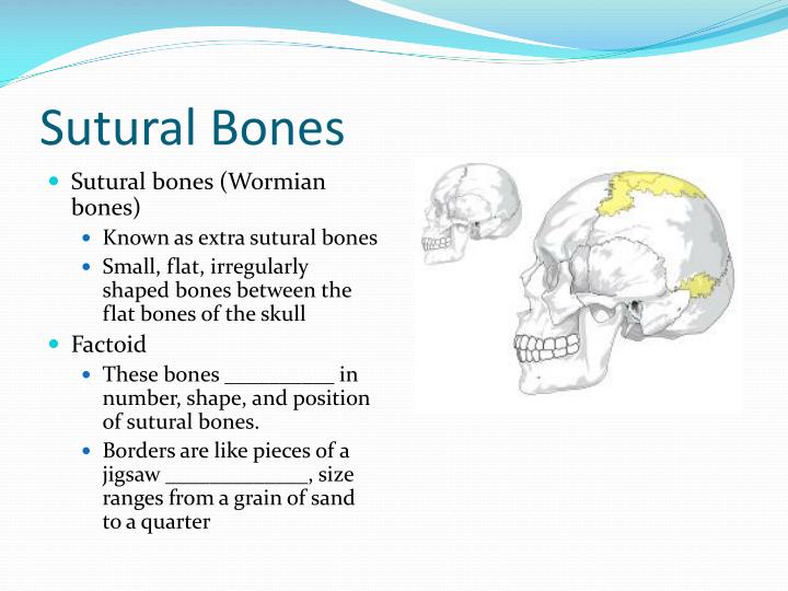 PPT - Bones, bones, and more bones PowerPoint Presentation - ID:2109815